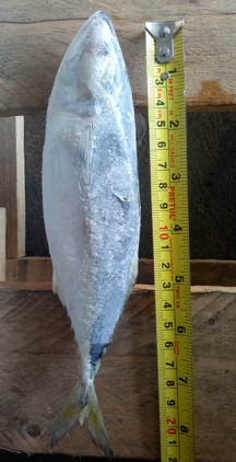 Kembong 6/8 (per kg) – MC Maju Cold Storage Sdn Bhd