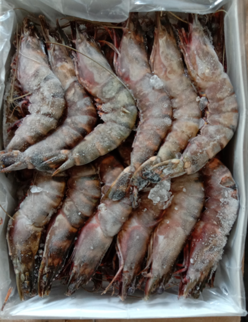 Tiger Prawn HOSO 21/25 (1kg) – MC Maju Cold Storage Sdn Bhd
